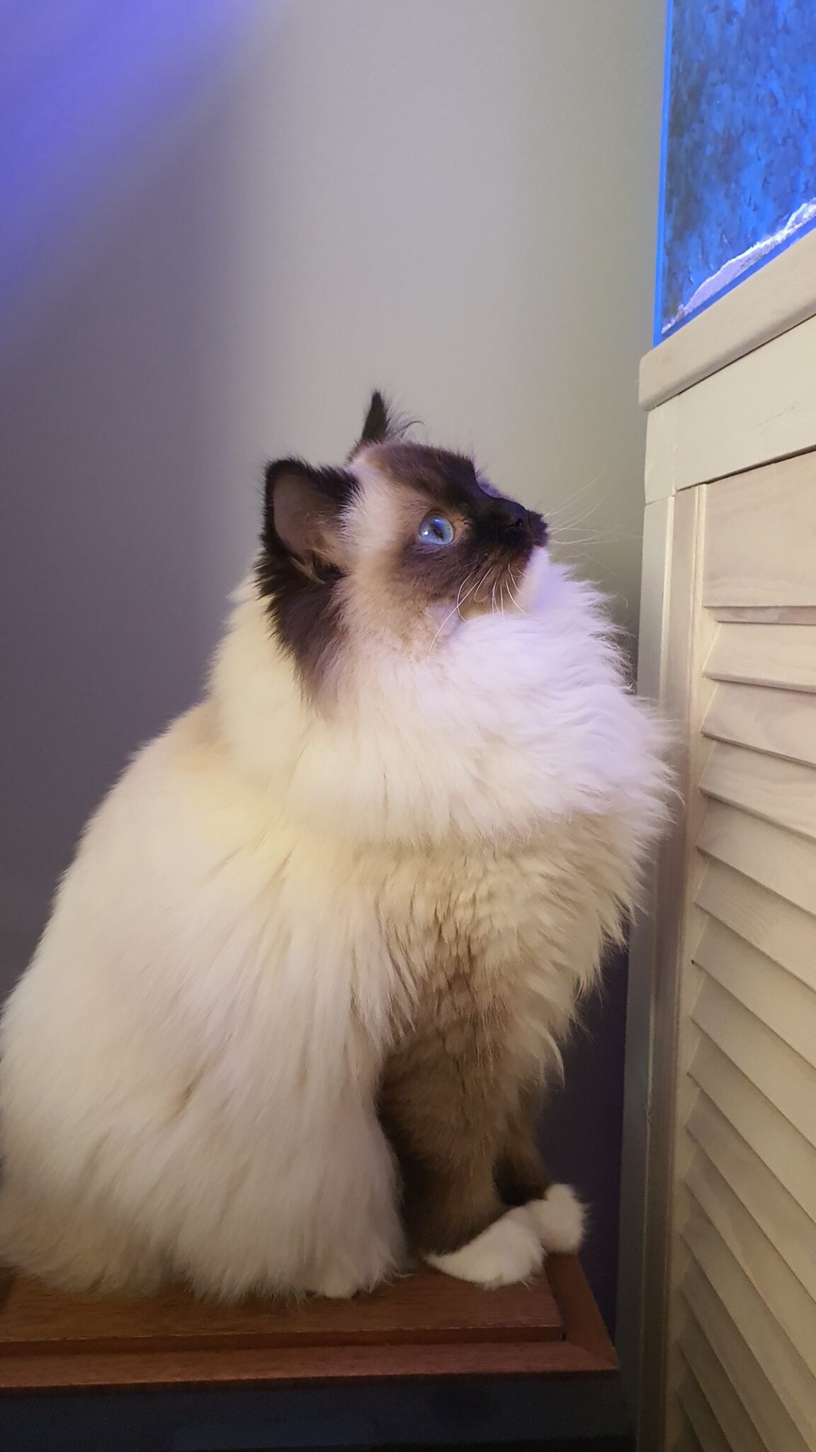 Hodowla Kotów Ragdoll - Raglotte.pl