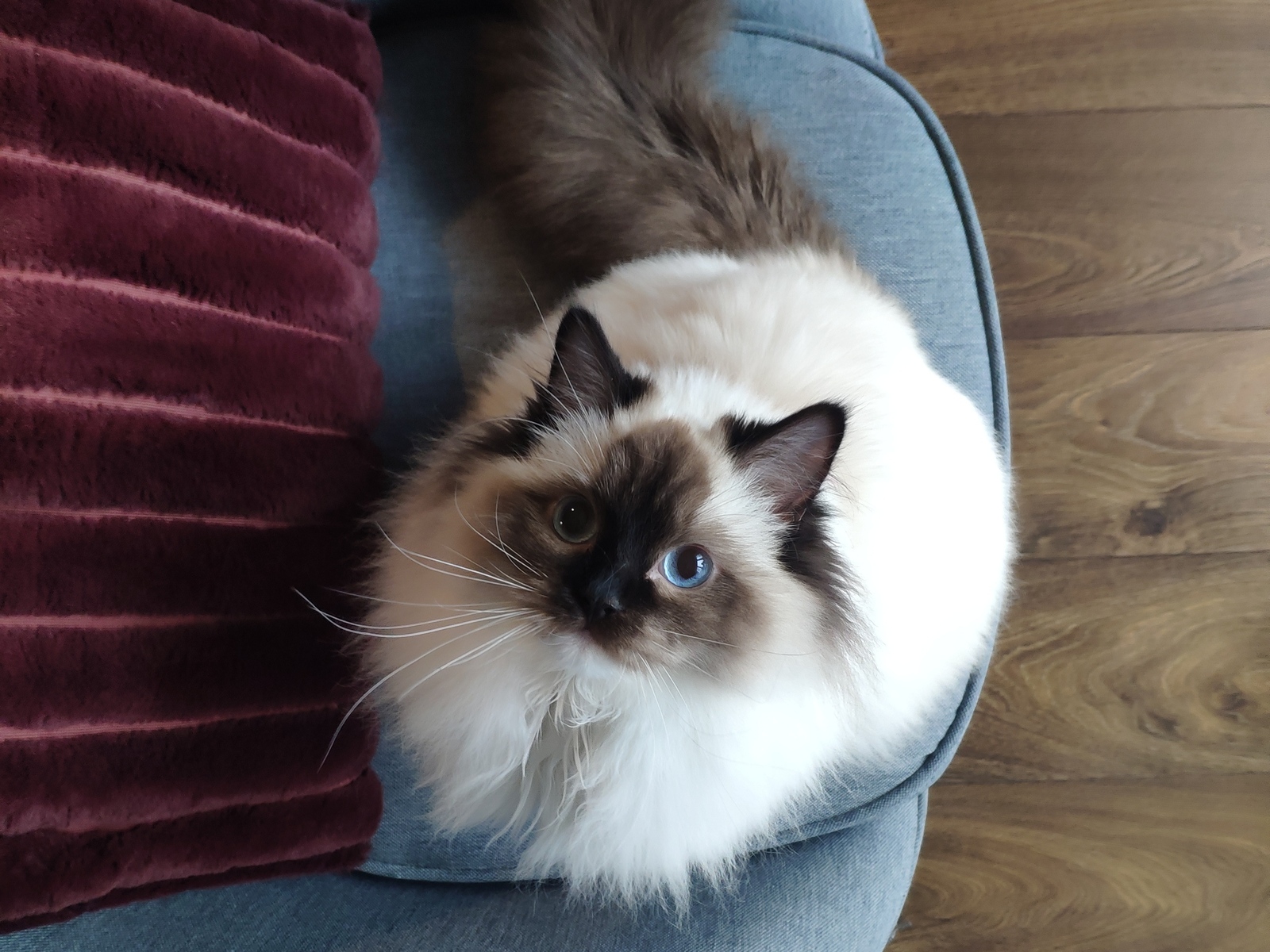 Kot Ragdoll Wszystko co musisz wiedzieć w 2023 r. - Raglotte.pl