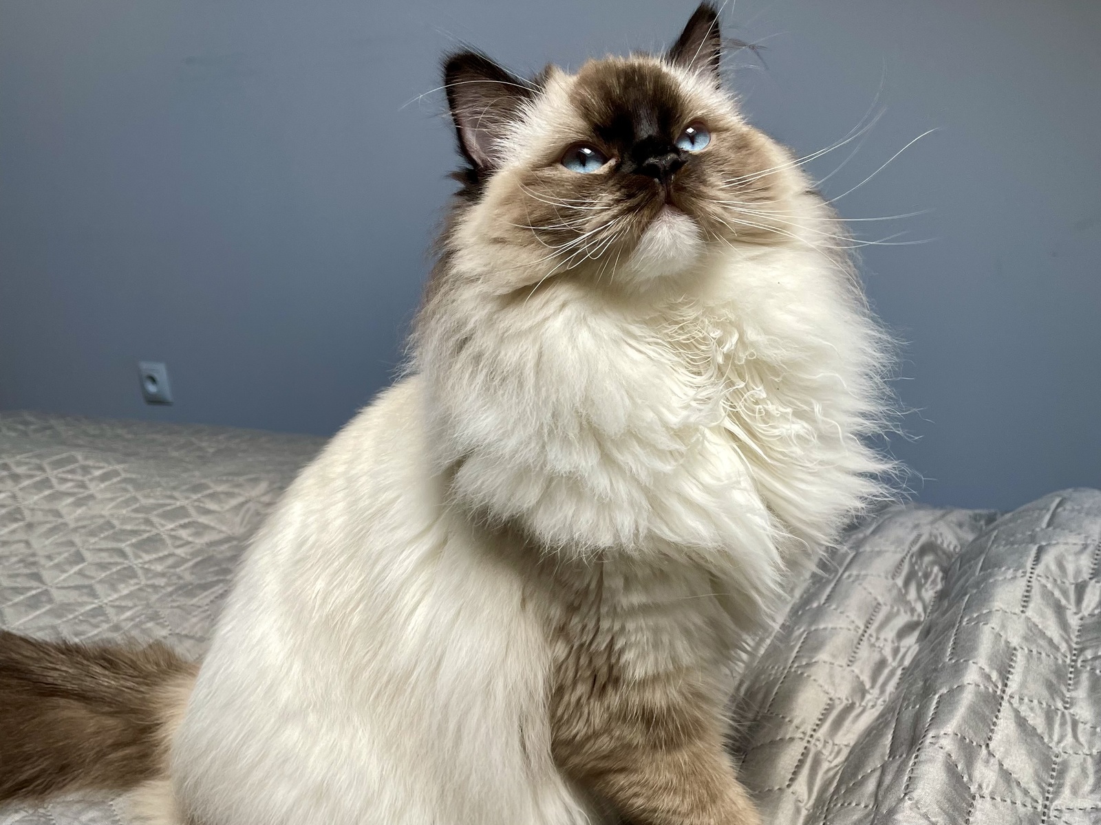 Hodowla Kotów Ragdoll - Raglotte.pl