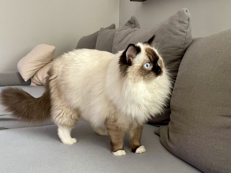 Kot Ragdoll Wszystko co musisz wiedzieć w 2023 r. - Raglotte.pl