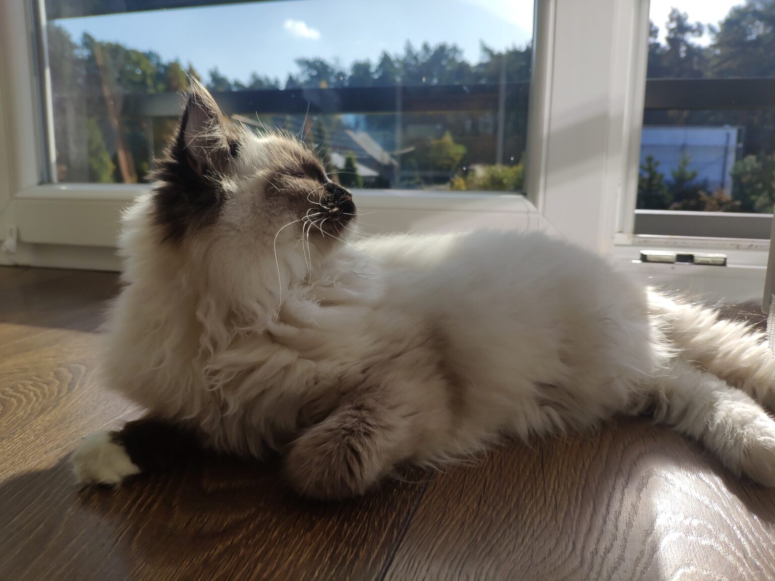 Jak karmić kota Ragdoll? - Raglotte.pl