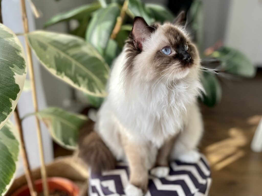 Kot Ragdoll cena – co musisz wiedzieć przed zakupem kota Ragdoll ...