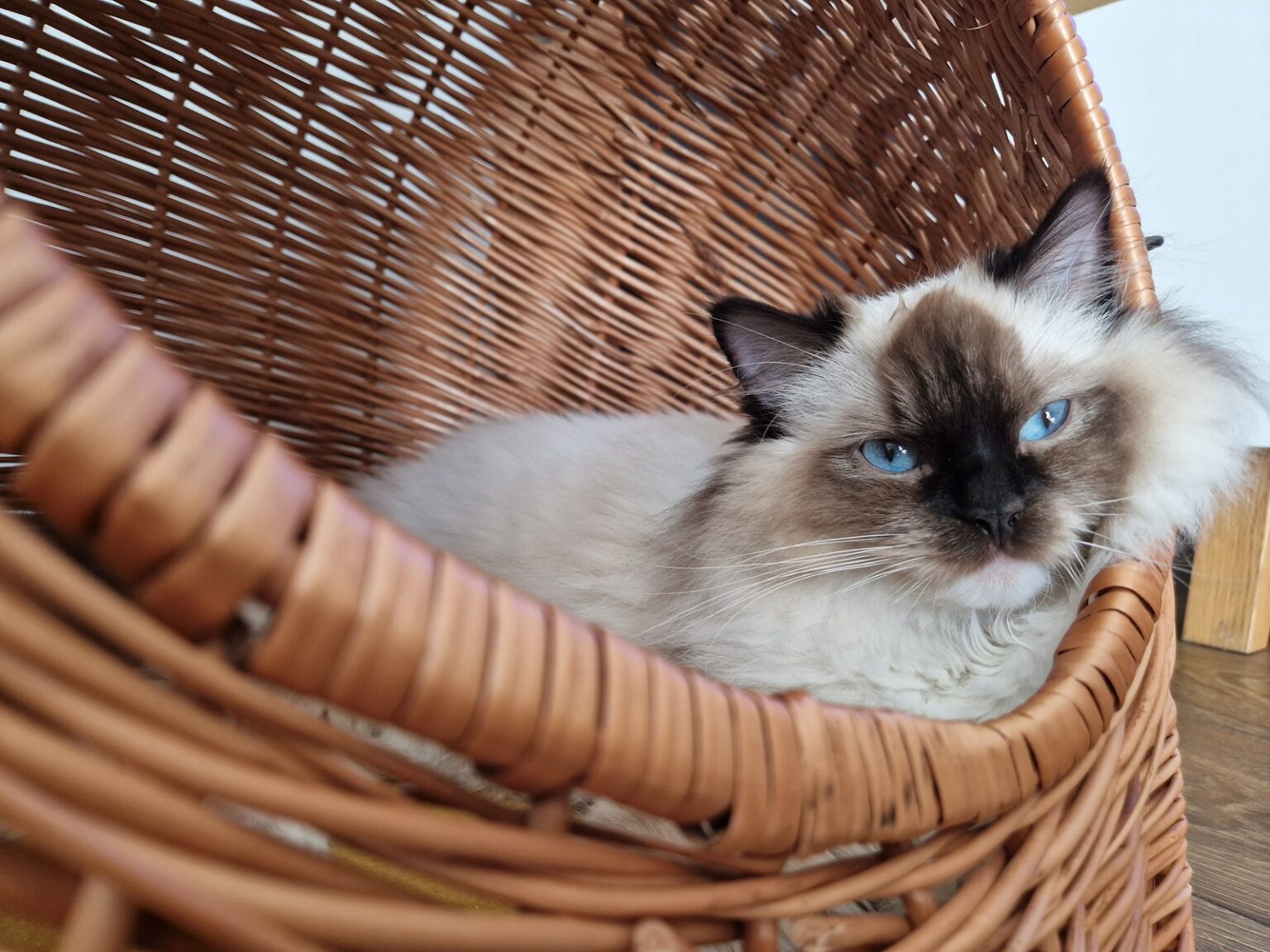 Kot Ragdoll charakter i osobowość - Raglotte.pl