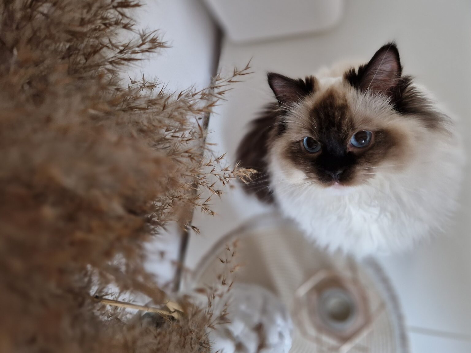 Kot Ragdoll charakter i osobowość - Raglotte.pl