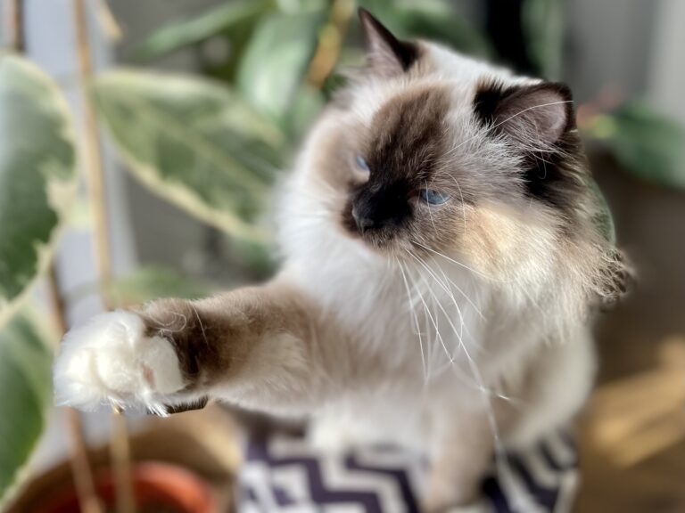 Kot Ragdoll cena – co musisz wiedzieć przed zakupem kota Ragdoll ...