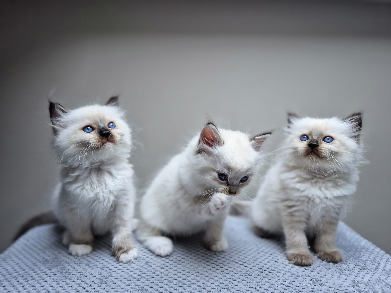 Kot Ragdoll Galeria Zdjęć - Raglotte.pl