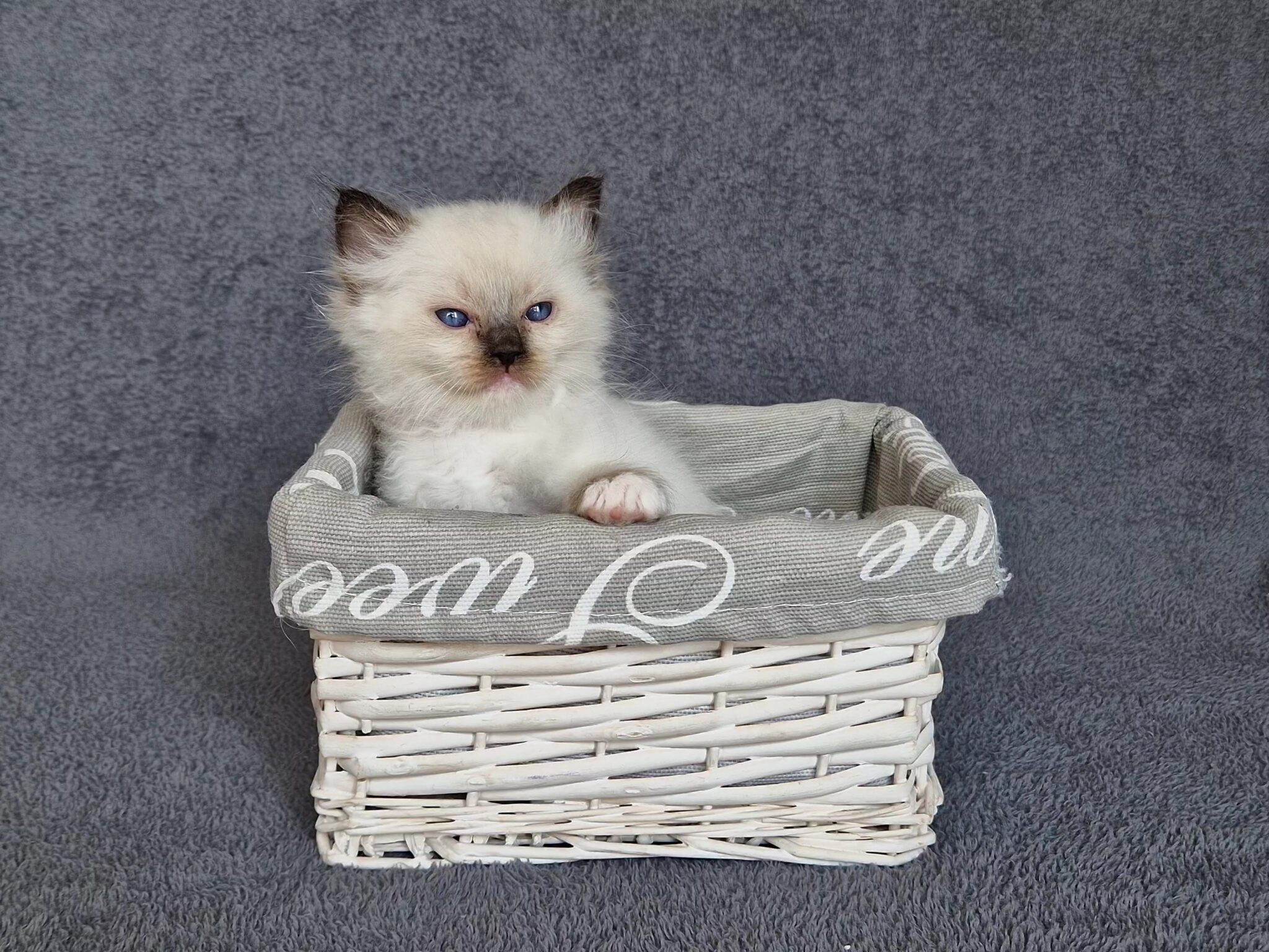 Ragdoll Koty i Kocięta na sprzedaż - Raglotte.pl