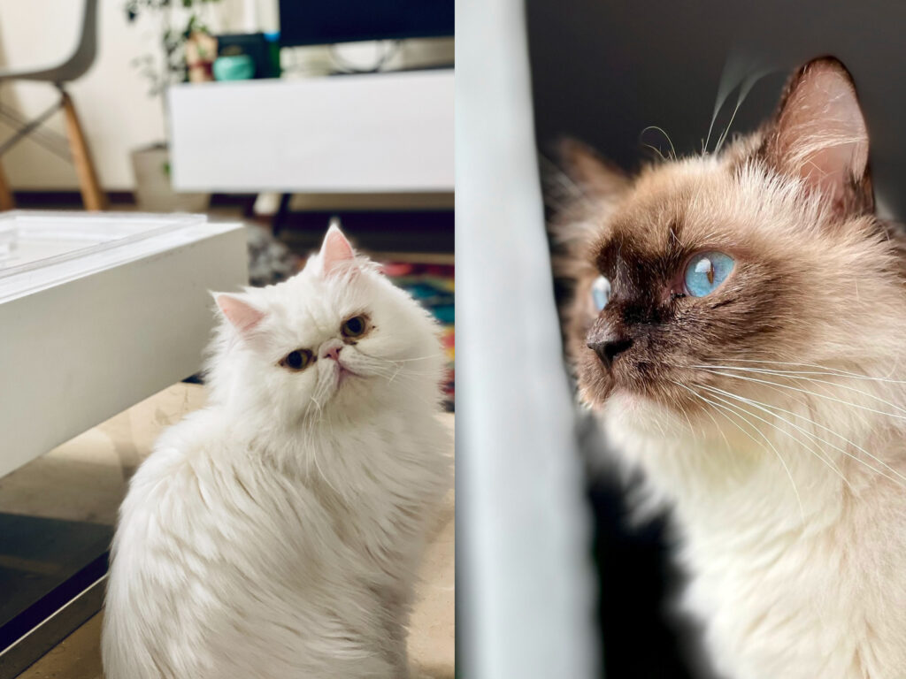 Ragdoll i Pers - Raglotte.pl