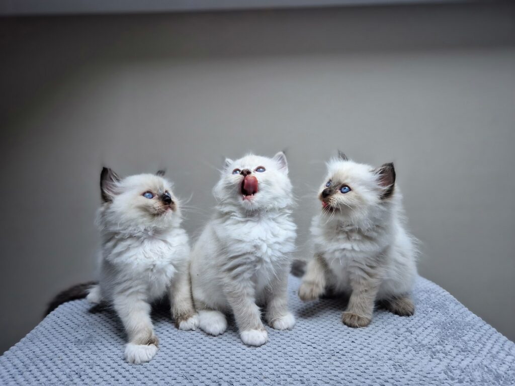 Kot Ragdoll Galeria Zdjęć - Raglotte.pl