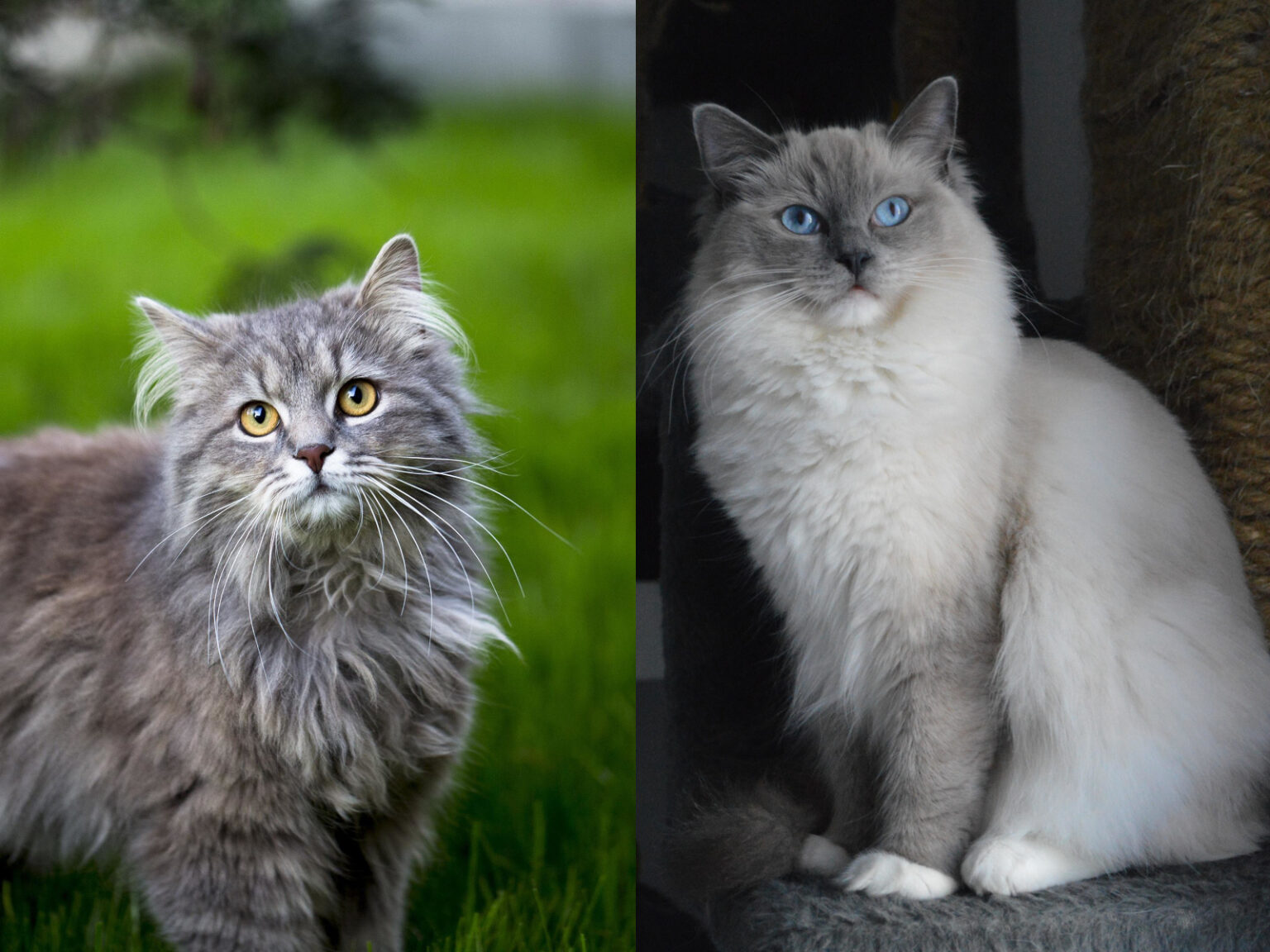 Ragdoll vs Maine Coon - Raglotte.pl