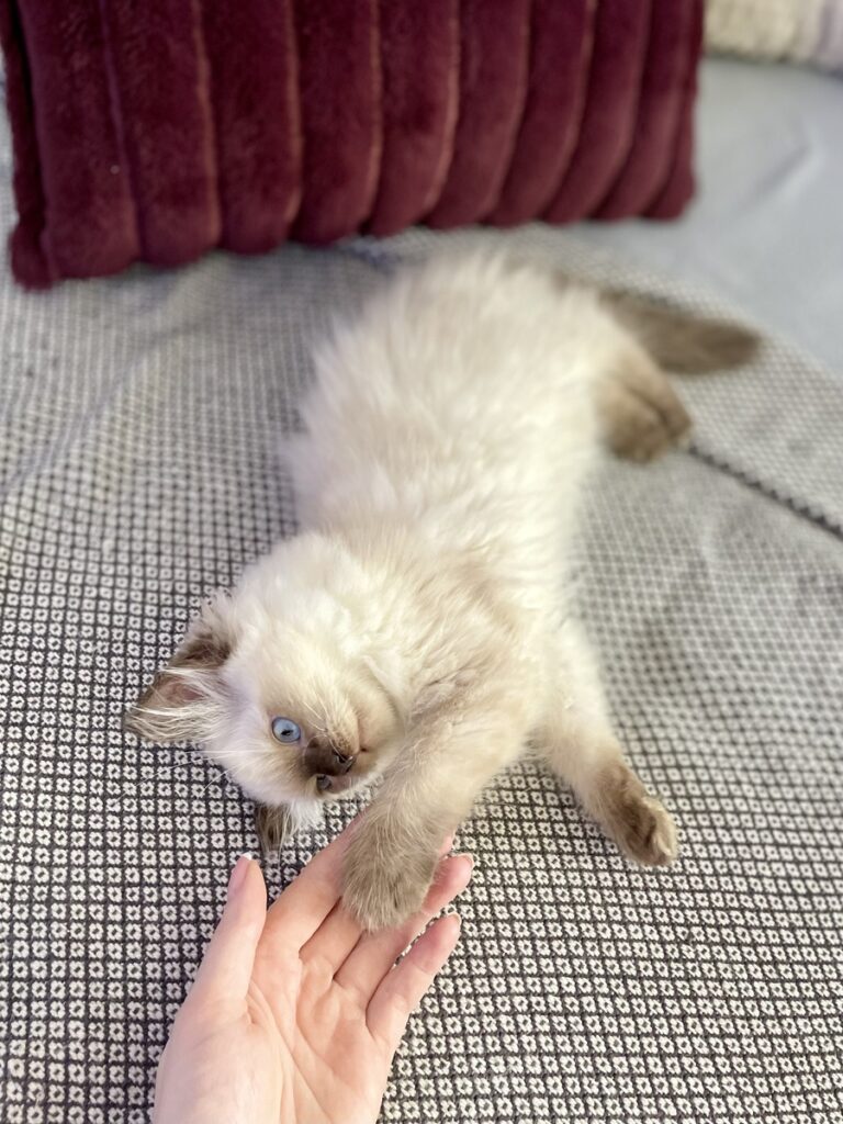 Kot Ragdoll Galeria Zdjęć - Raglotte.pl