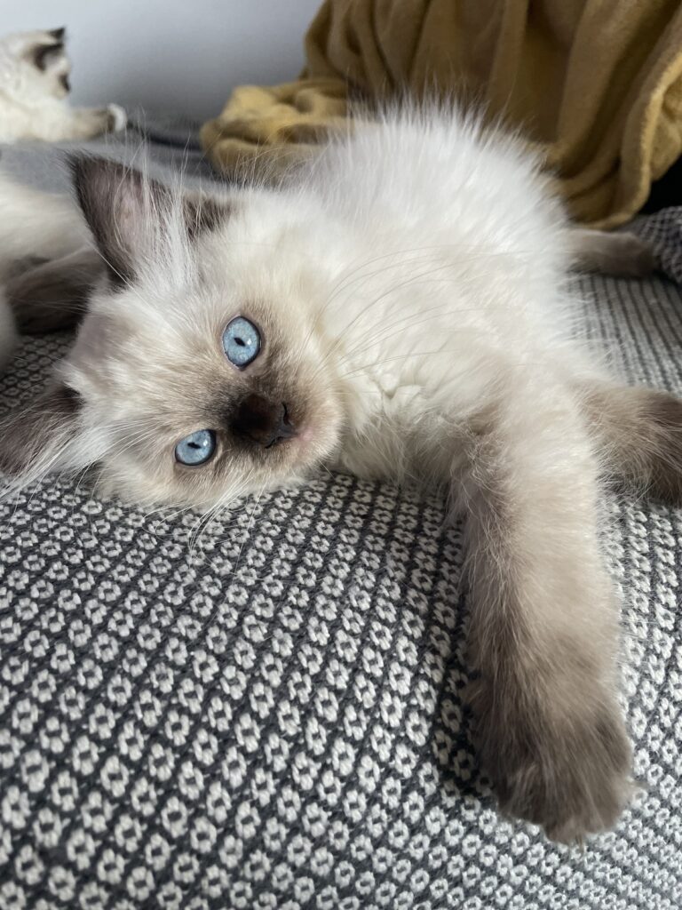 Kot Ragdoll Galeria Zdjęć - Raglotte.pl