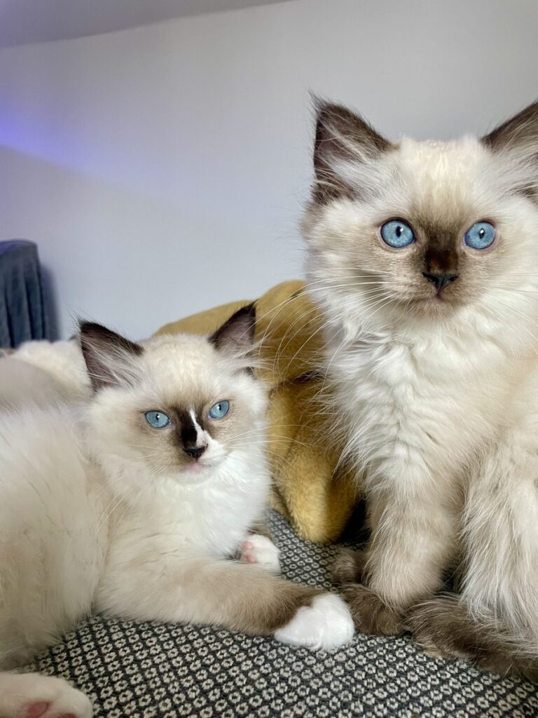 Kot Ragdoll Galeria Zdjęć - Raglotte.pl