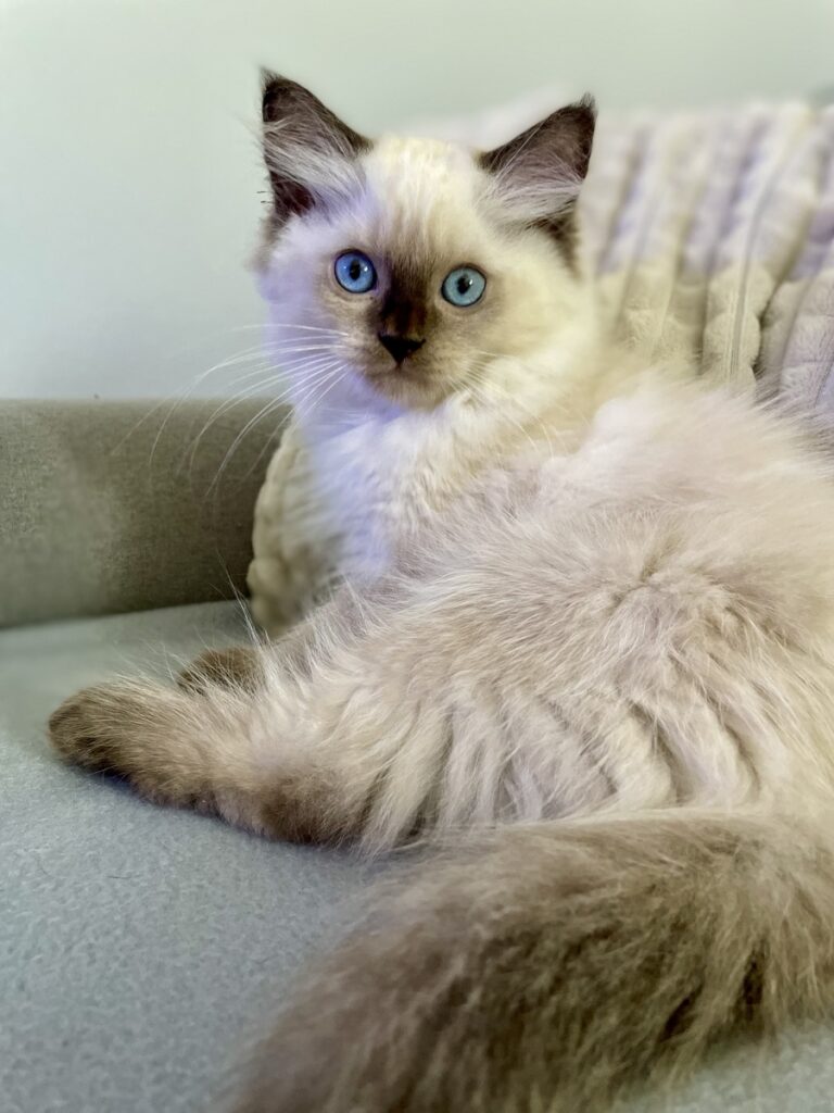 Kot Ragdoll Galeria Zdjęć - Raglotte.pl