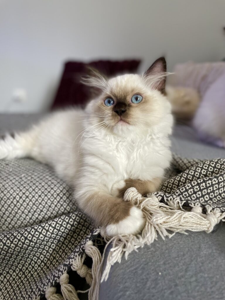 Kot Ragdoll Galeria Zdjęć - Raglotte.pl