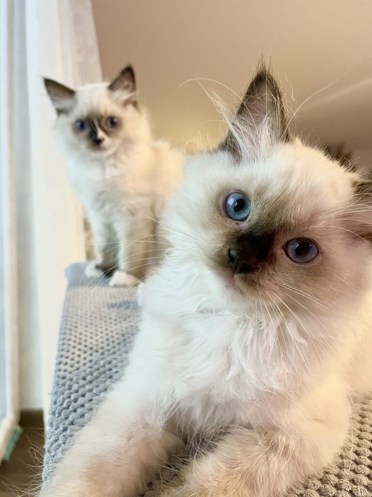 Kot Ragdoll Galeria Zdjęć - Raglotte.pl