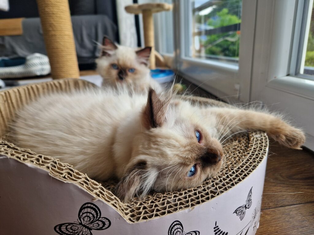 Kot Ragdoll Galeria Zdjęć - Raglotte.pl