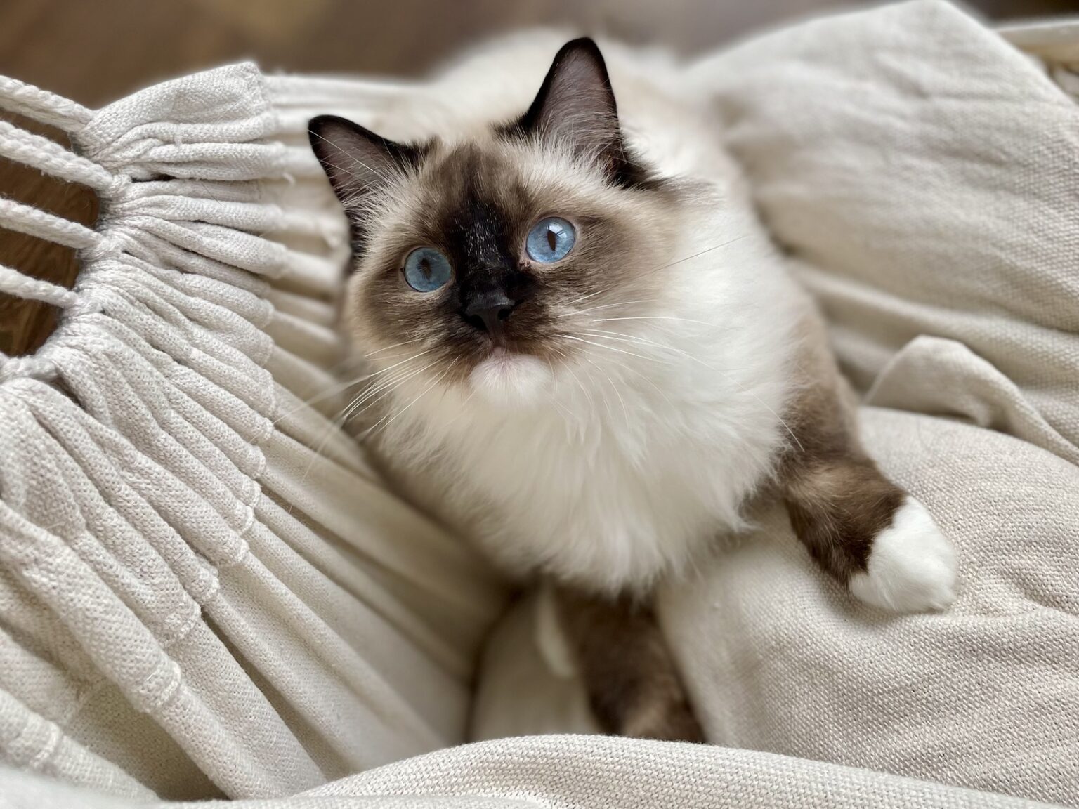 Kot Ragdoll Galeria Zdjęć - Raglotte.pl