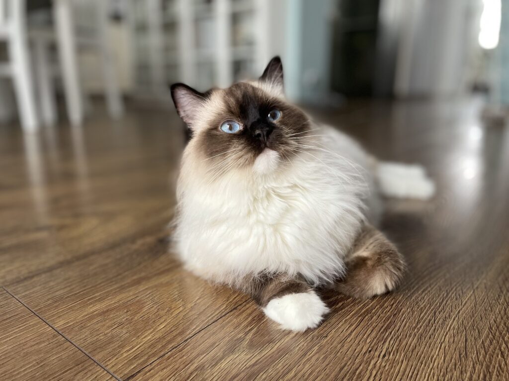 Kot Ragdoll Galeria Zdjęć - Raglotte.pl