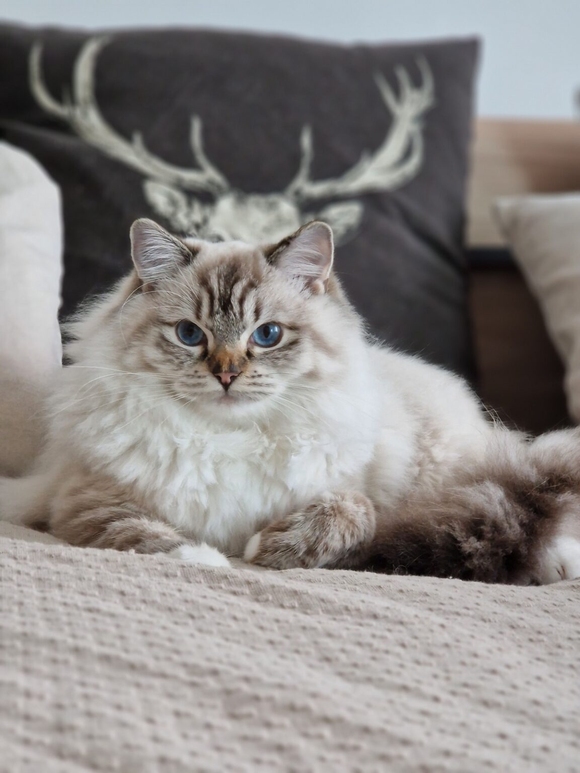 Kot Ragdoll Galeria Zdjęć - Raglotte.pl