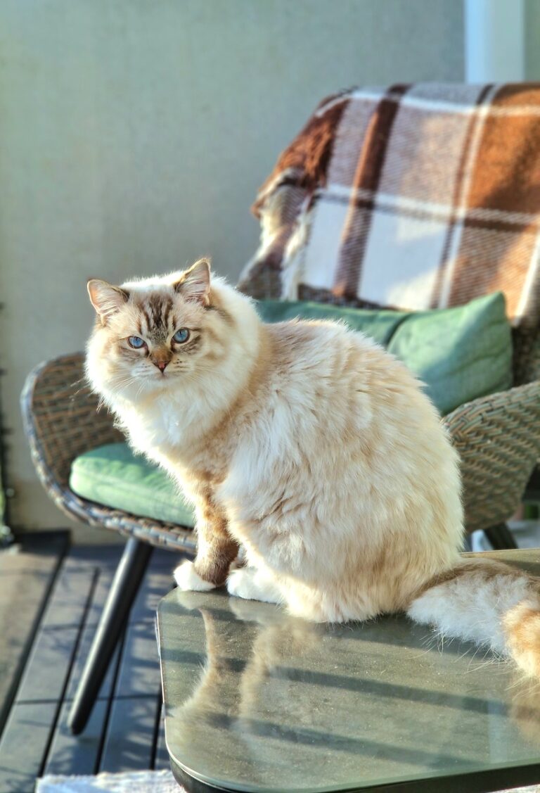 Kot Ragdoll Galeria Zdjęć - Raglotte.pl