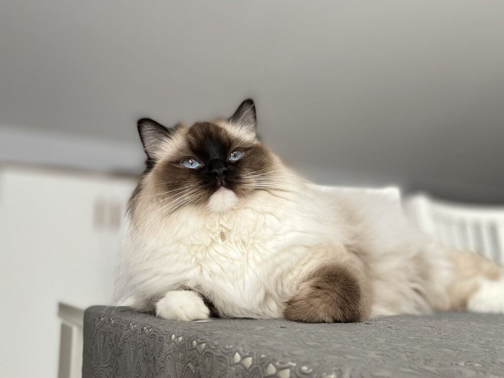 Zapowiedzi i planowane mioty kota Ragdoll lato 2023 - Raglotte.pl