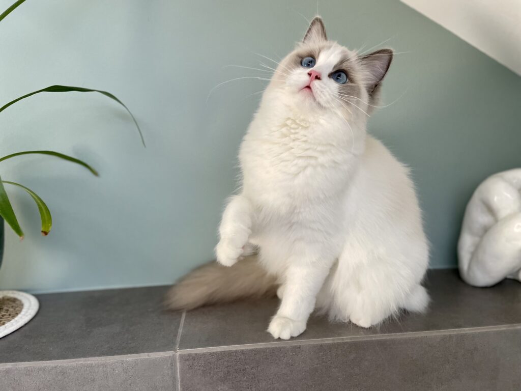 Kot Ragdoll Galeria Zdjęć - Raglotte.pl