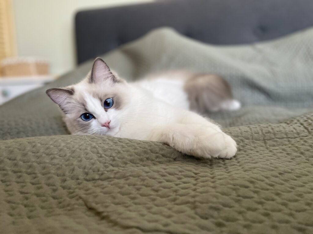 Hodowla Kotów Ragdoll - Raglotte.pl