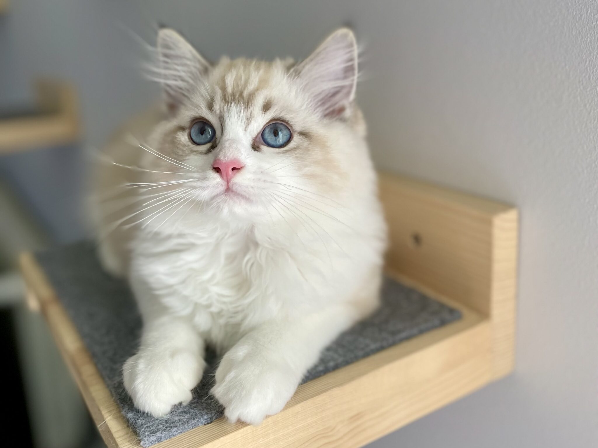 Ragdoll Koty i Kocięta na sprzedaż - Raglotte.pl