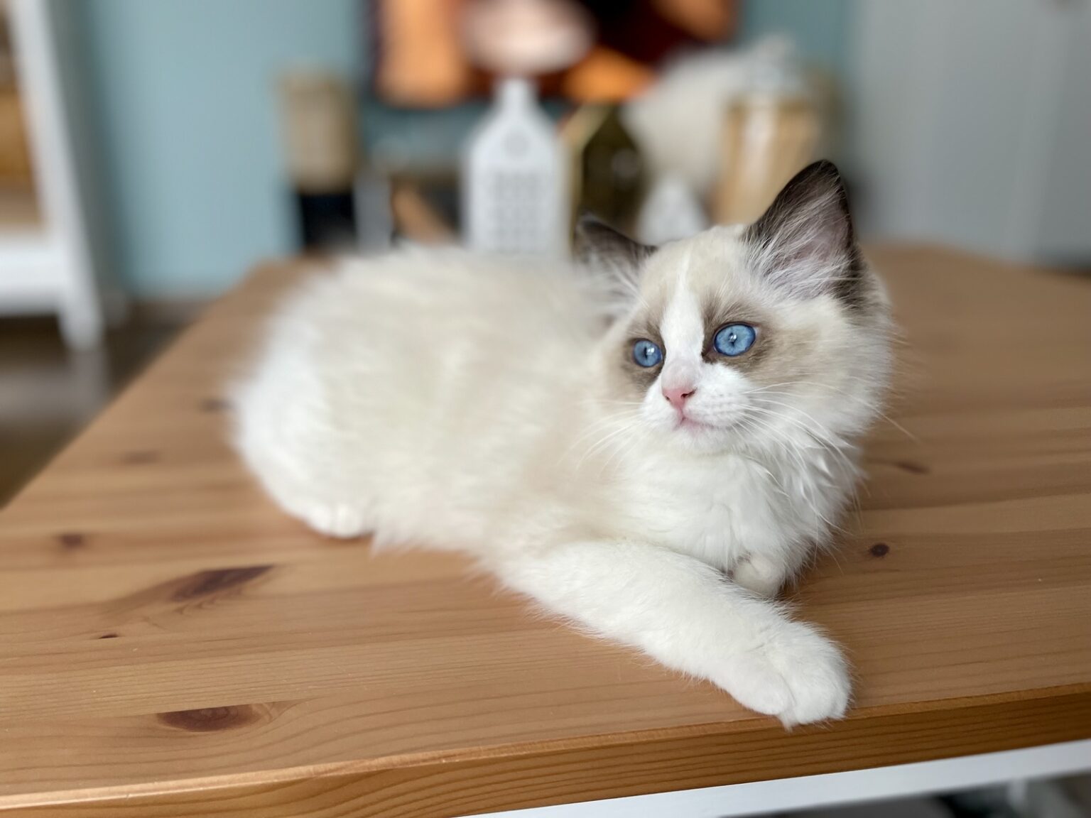 Ragdoll Koty i Kocięta na sprzedaż - Raglotte.pl