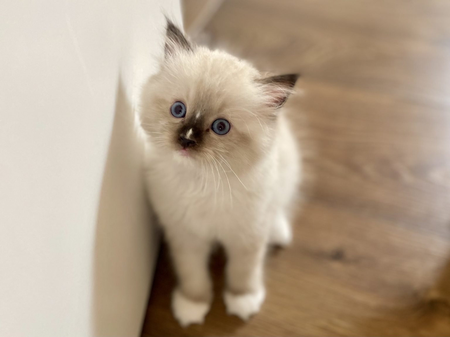 Ragdoll Koty i Kocięta na sprzedaż - Raglotte.pl